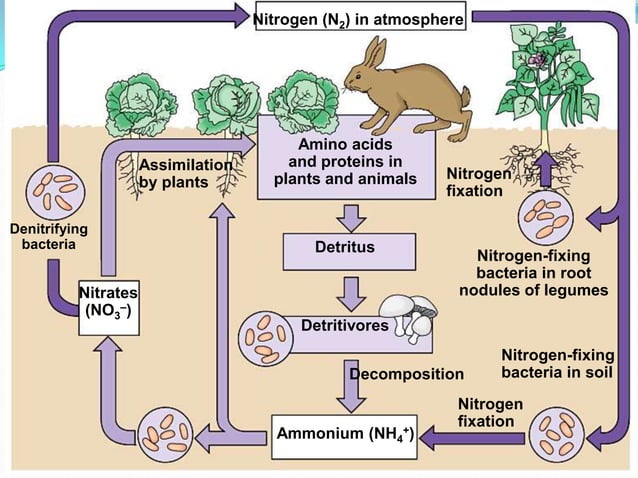 Carbon and nitrogen cycle | PPTX