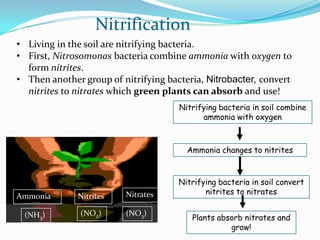 Carbon and nitrogen cycle | PPTX