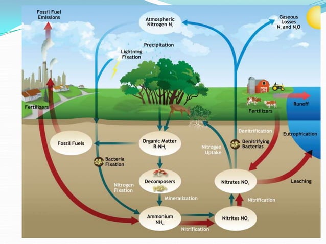 Carbon and nitrogen cycle | PPTX