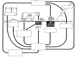 Carbon and nitrogen cycles.ppt