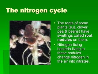 Carbon and nitrogen cycles.ppt
