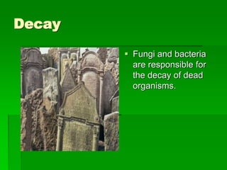 Carbon and nitrogen cycles.ppt