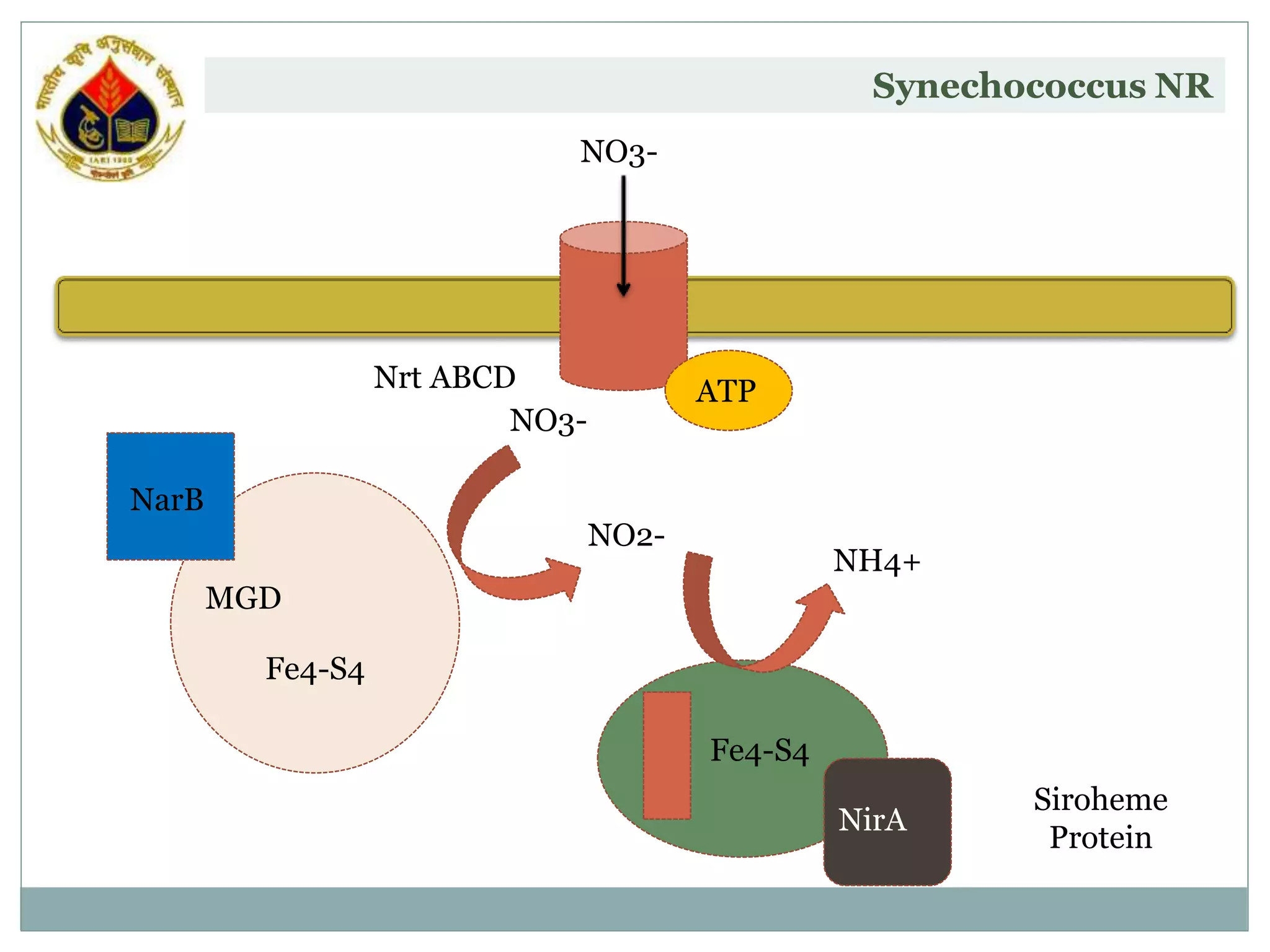 Carbon and Nitrogen Metabolism-Lecture-1 (2).pptx