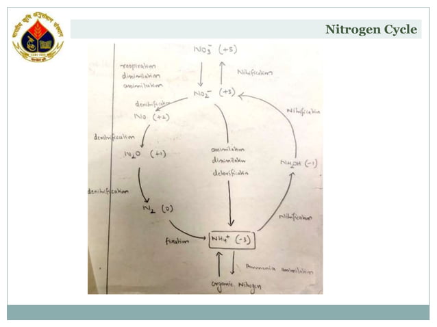 Carbon and Nitrogen Metabolism-Lecture-1 (2).pptx | Chemistry | Science