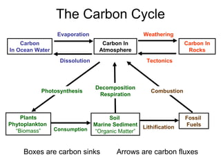 Carbon Cycle | PPT