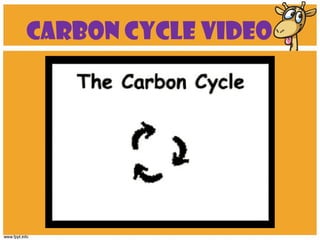 Carbon cycle | PPT | Chemistry | Science