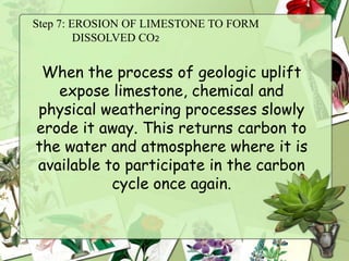 Carbon cycle | PPTX