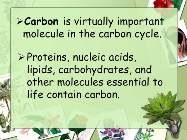 Carbon cycle | PPTX | Geology | Science