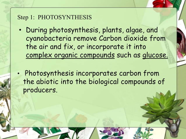 Carbon cycle | PPTX | Geology | Science
