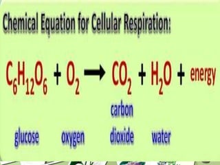 carboncycle-170607095122.pdf
