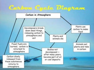 carboncycle-170607095122.pdf