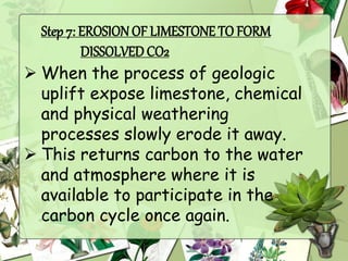 Carbon cycle | PPTX