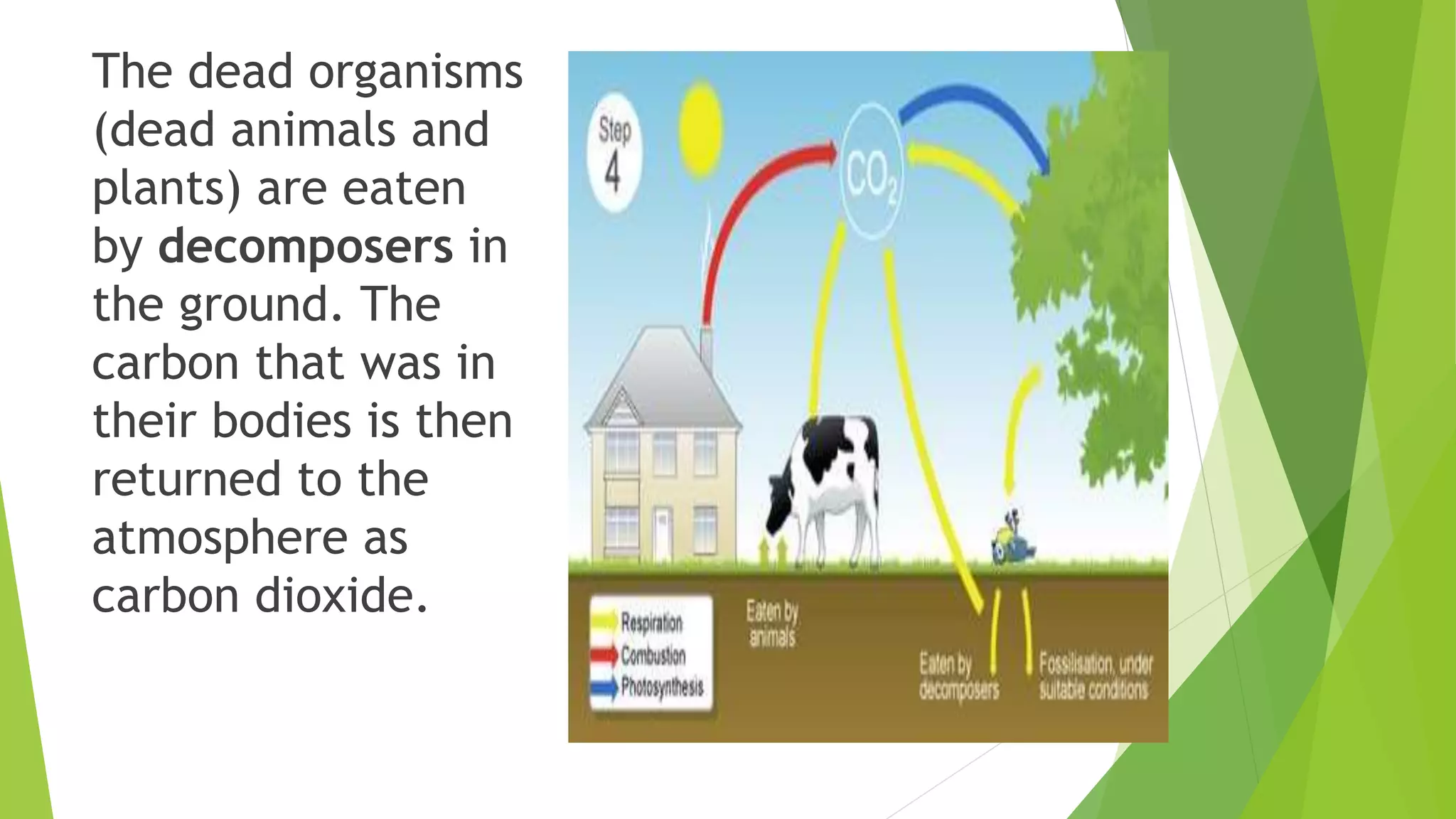Carbon cycle ppt | PPTX