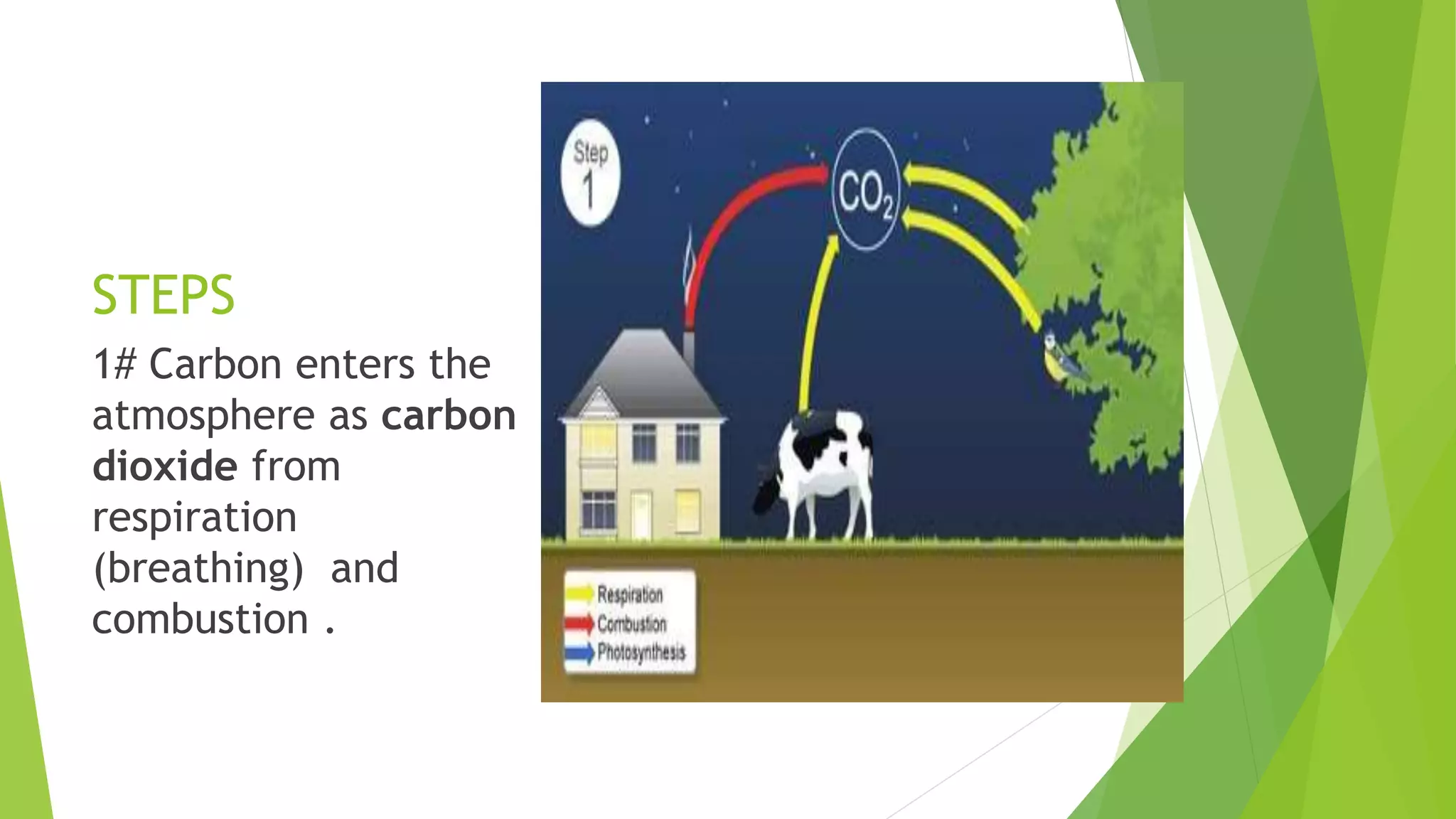 Carbon cycle ppt | PPTX