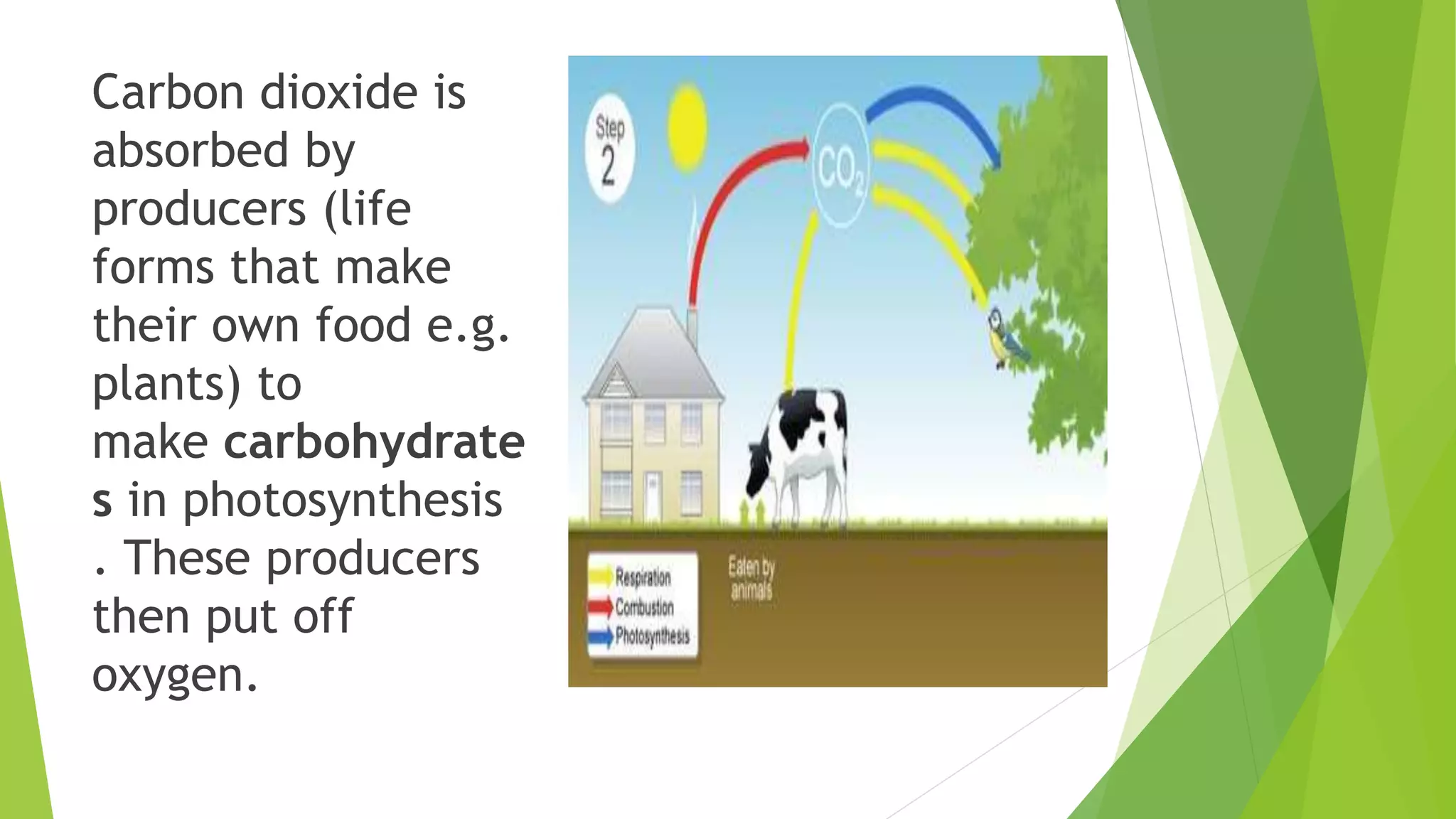 Carbon cycle ppt | PPTX