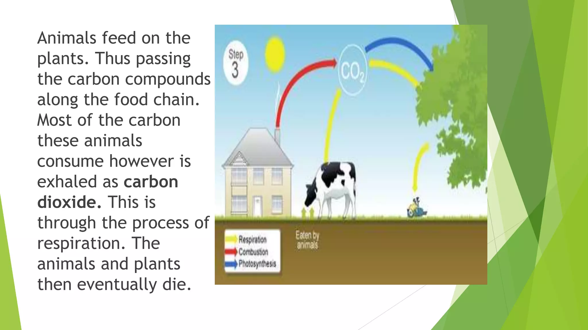 Carbon cycle ppt | PPTX