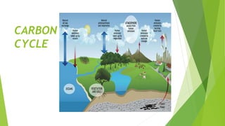 Carbon cycle ppt | PPTX