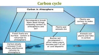 Carbon cycle | PPTX | Geology | Science