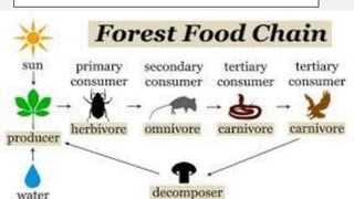 Carbon cycle | PDF
