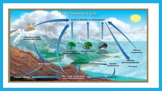 Biogeo chemical cycle...(Carbon cycle).pptx