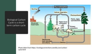 The Carbon Cycle Systems of Planet Earth | PPTX