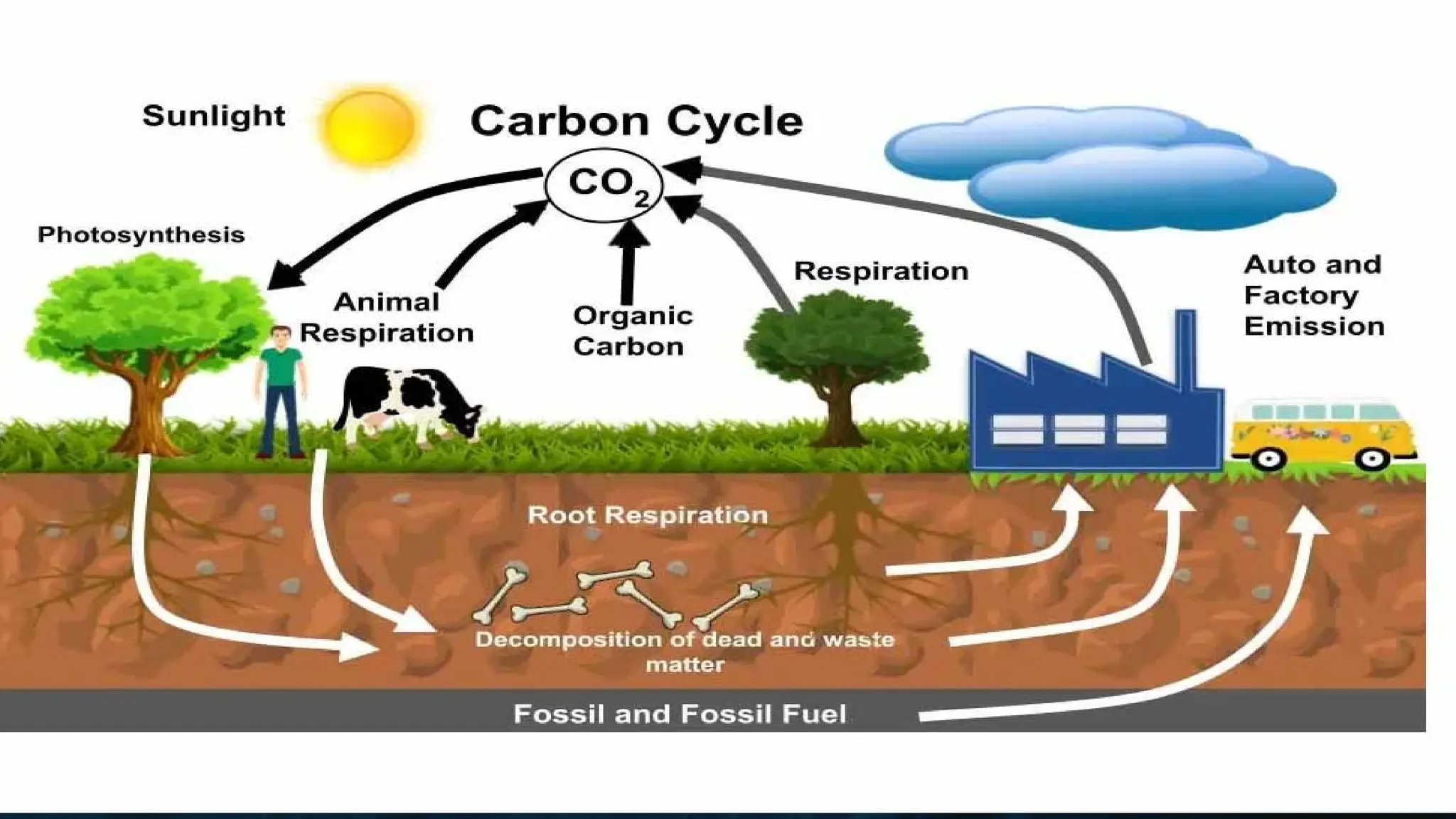 carbon cycle a presentation on geography | PPTX