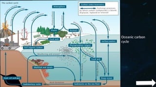 carbon cycle a presentation on geography | PPTX
