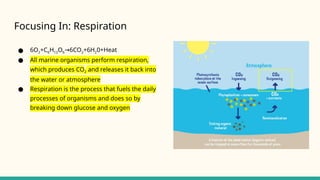 Marine Ecology - The Carbon Cycle in the Ocean.pptx