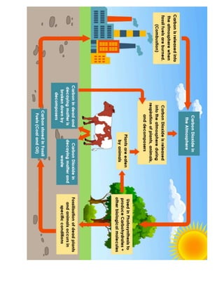 Carbon Cycle Guided Notes.pdf environmental science | PDF