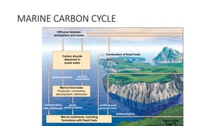 Carbon cycle | PPTX