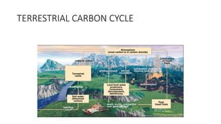 Carbon cycle | PPTX