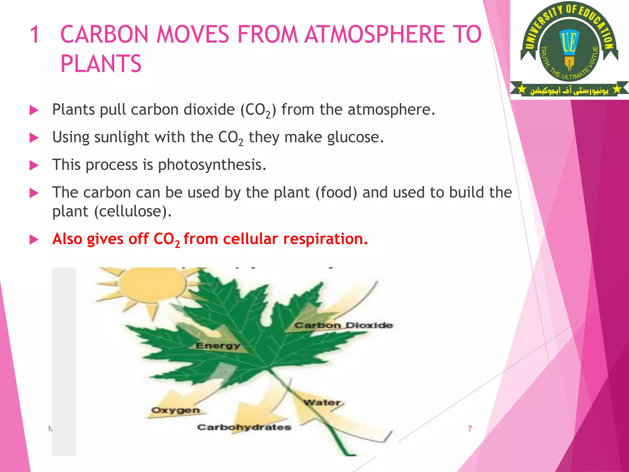 Carbon cycle notes | PDF