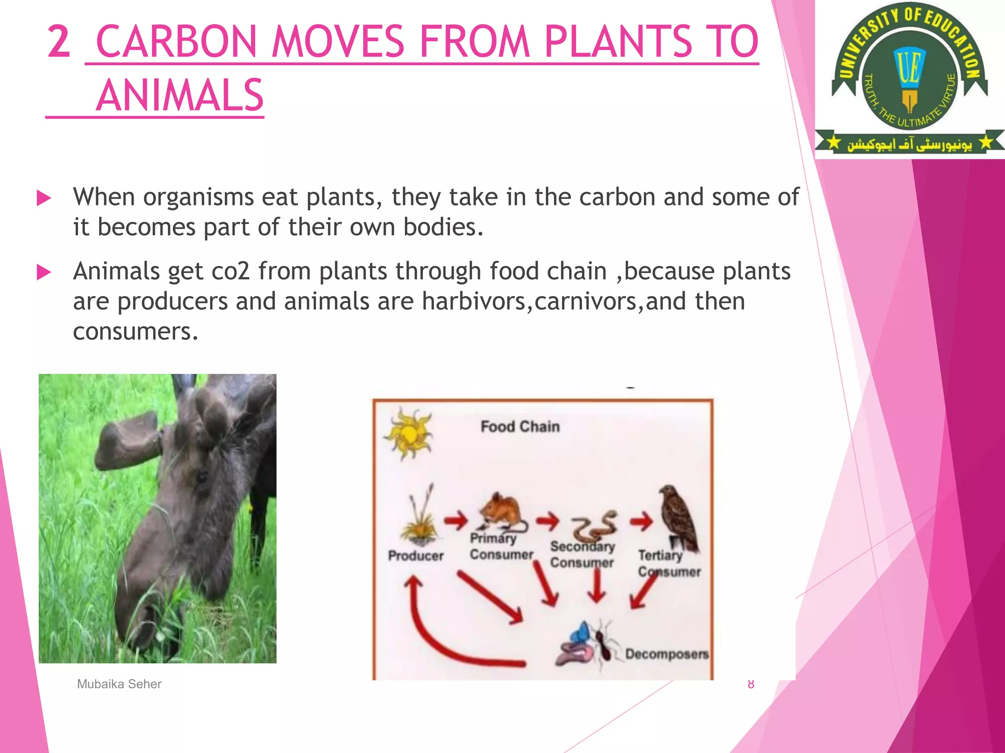 Carbon cycle notes | PDF