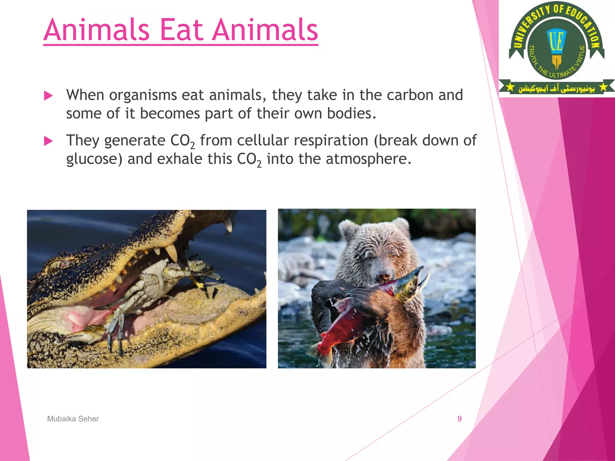 Carbon cycle notes | PDF