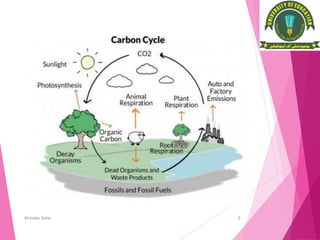 Carbon cycle notes | PDF