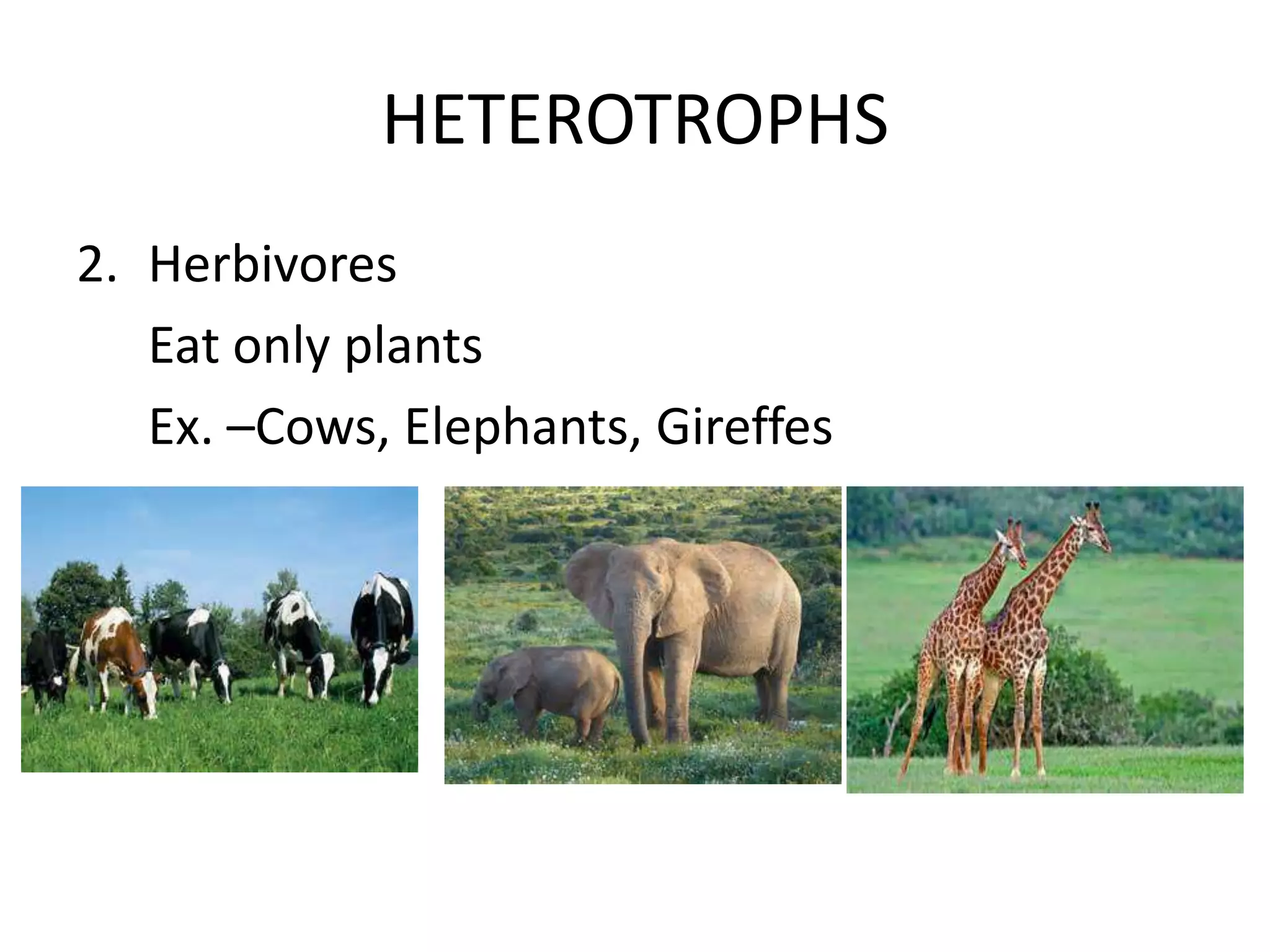 Carbon cycle ppt | PPTX