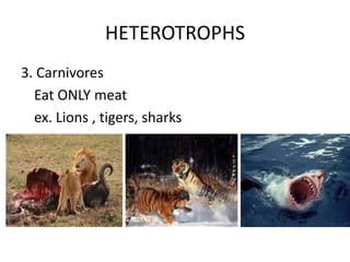 Carbon cycle ppt | PPTX