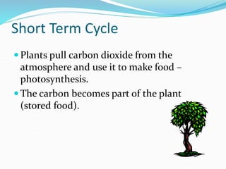 carbon cycle ppt 2.pptx