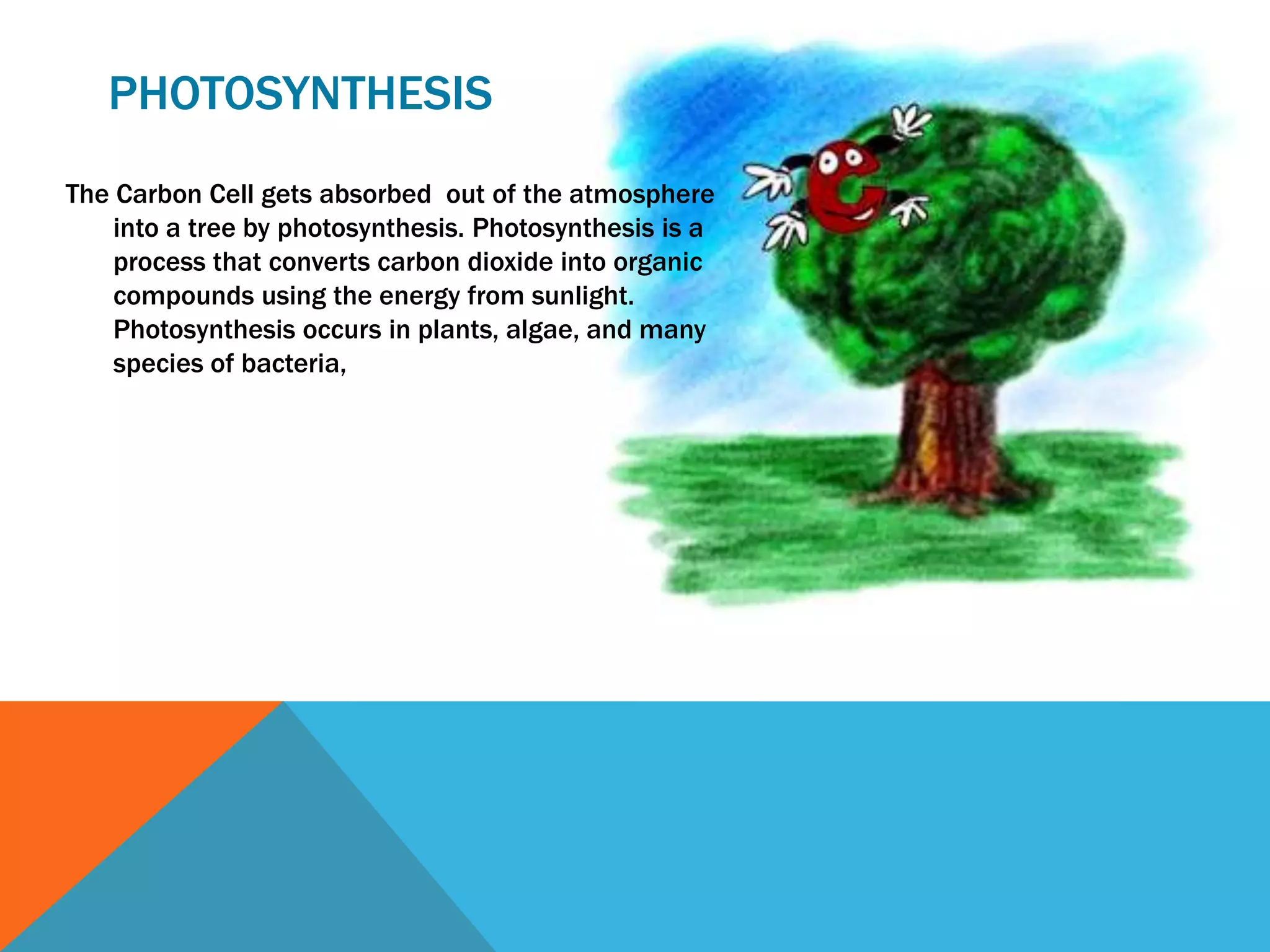 Carbon cycle project | PPTX