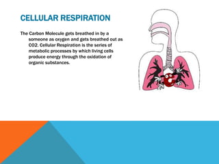 Carbon cycle project | PPTX