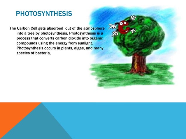 Carbon cycle project | PPT