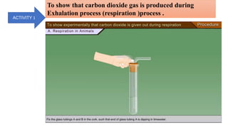 Carbon dioxide | PPT