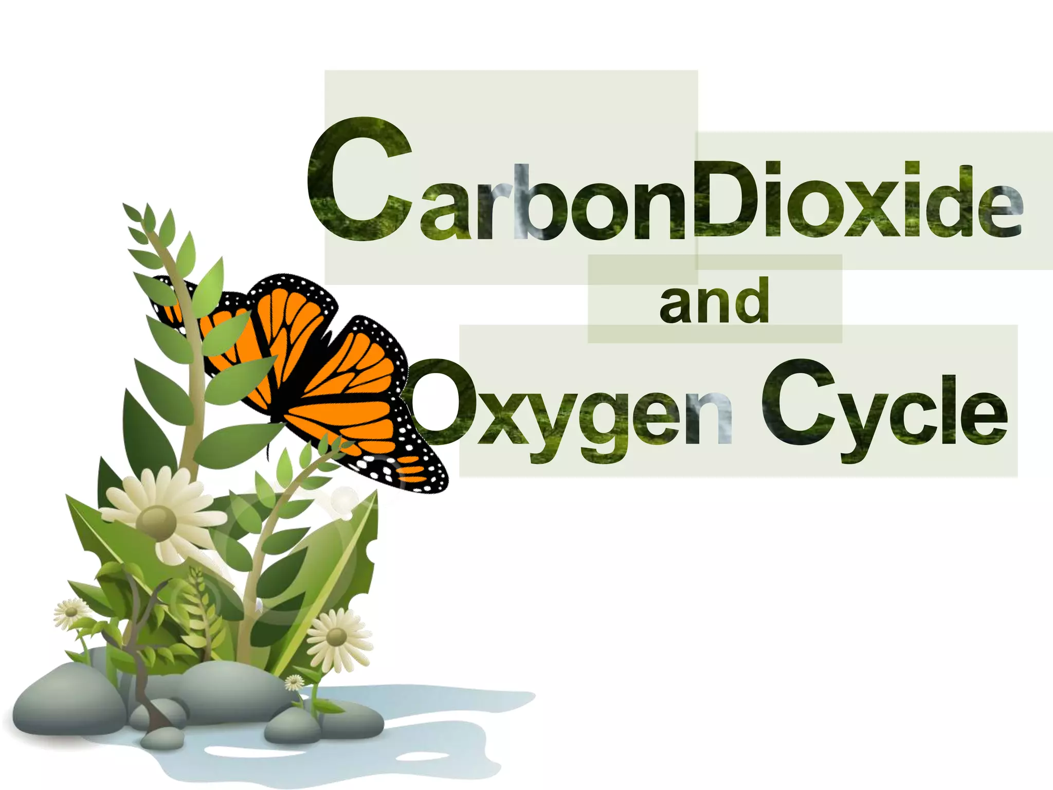 Carbon dioxide and oxygen cycle | PPTX
