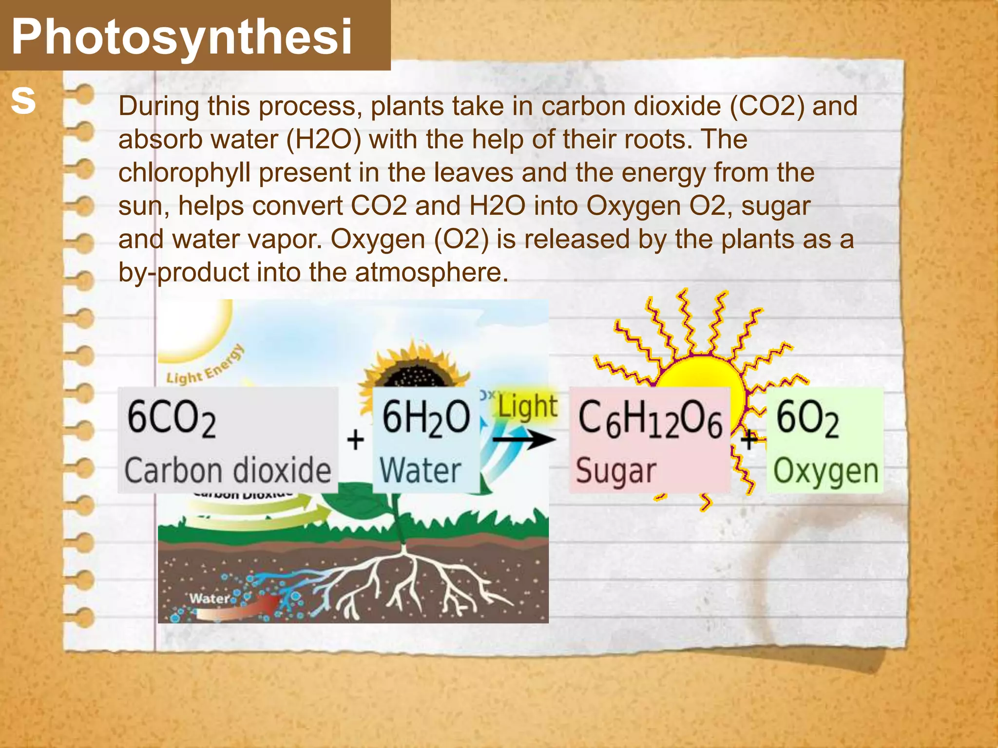 Carbon dioxide and oxygen cycle | PPTX