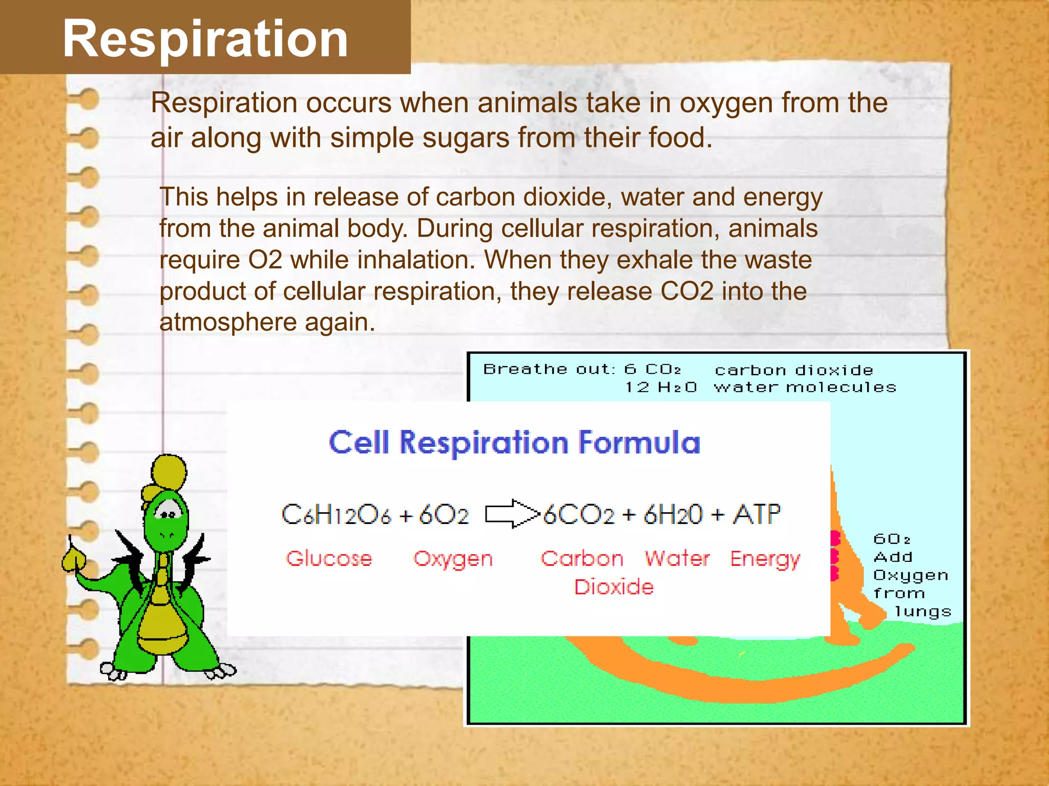 Carbon dioxide and oxygen cycle | PPTX