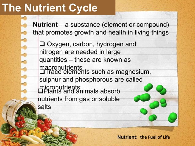 Carbon dioxide and oxygen cycle | PPTX