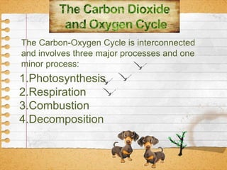 Carbon Dioxide Oxygen Cycle