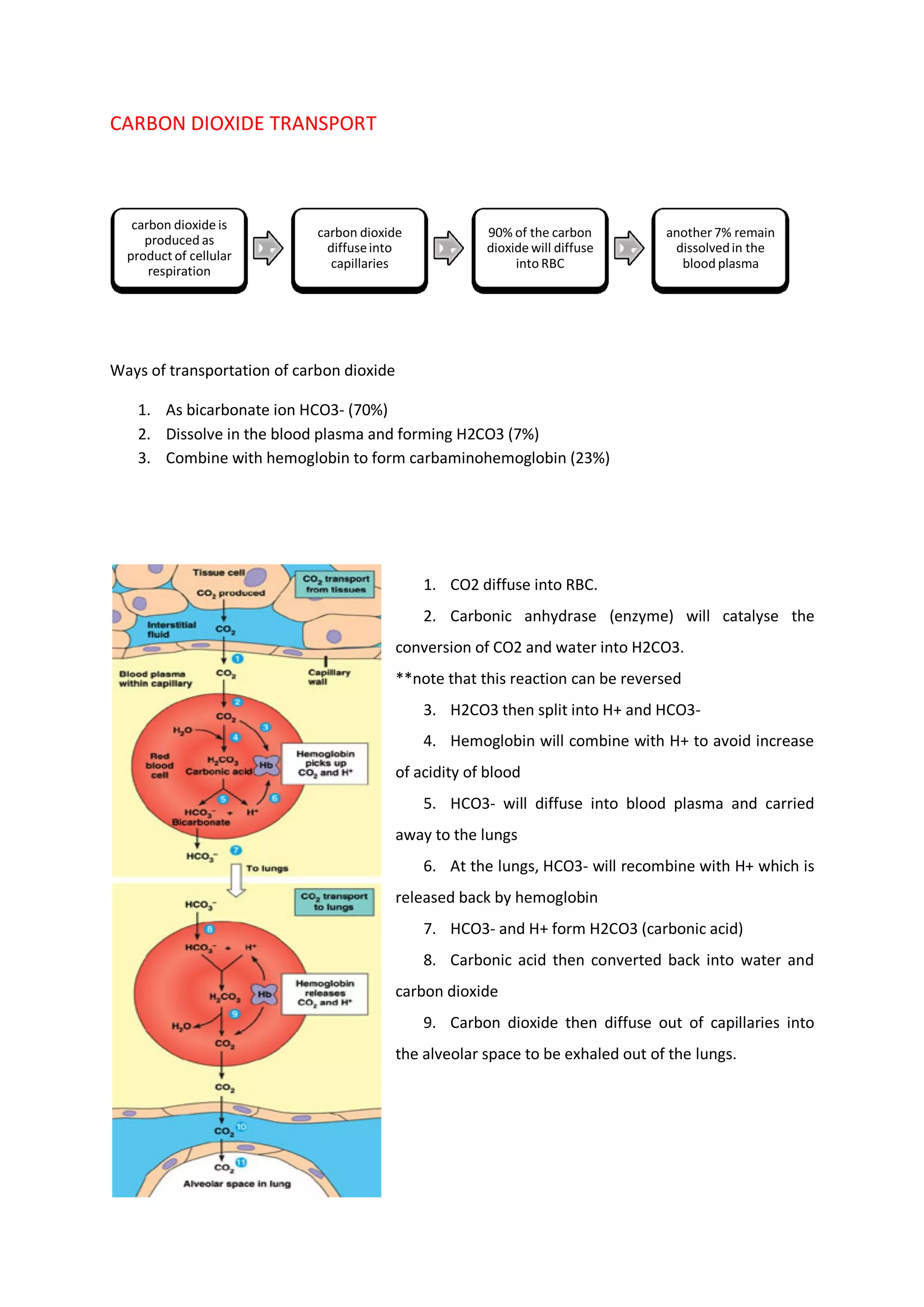 Carbon dioxide transport | PDF