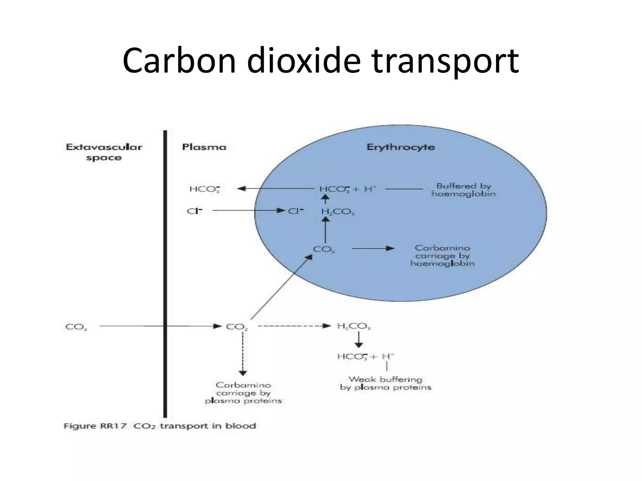 Carbon dioxide transport | PPTX