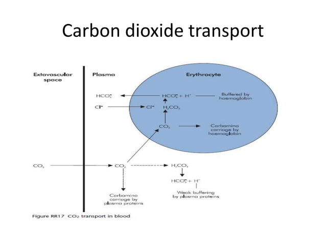 Carbon dioxide transport | PPTX | Lung and Respiratory Health ...